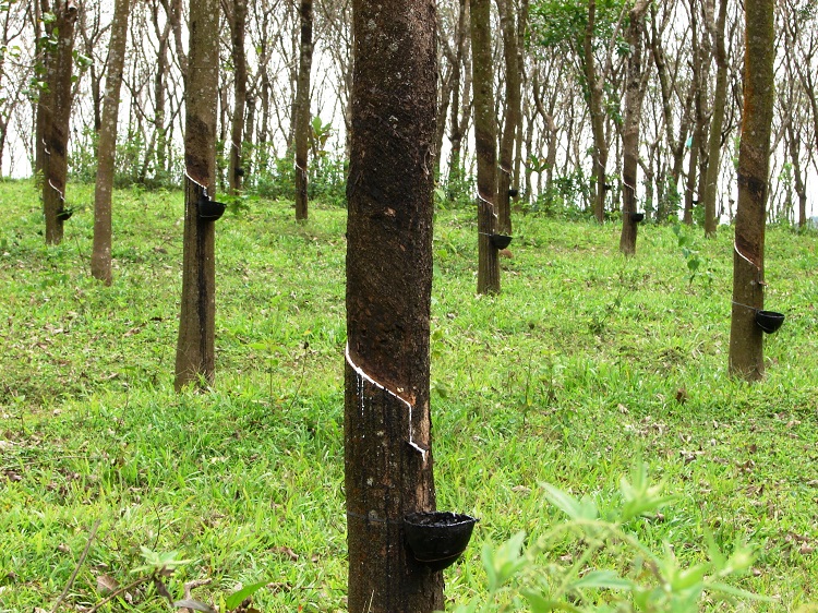 Rubber prices fall in Myanmar due to decrease in quality | Agency-Wire