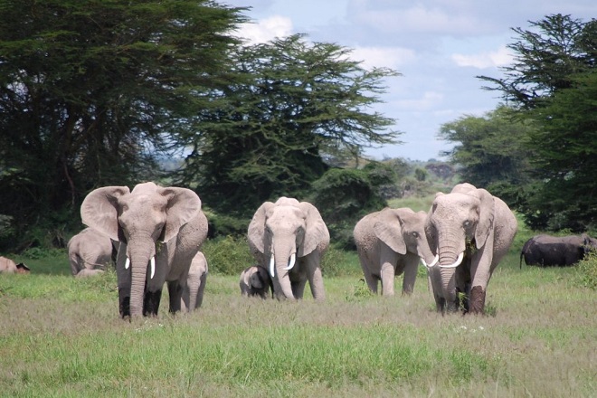 USD 0.9 billion unaccounted for White Elephants projects in Kenya ...