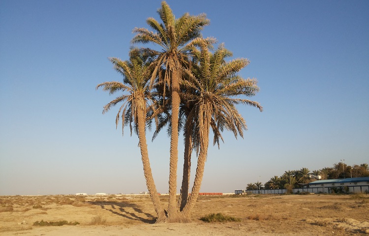 Iraq Landscape Palm Trees
