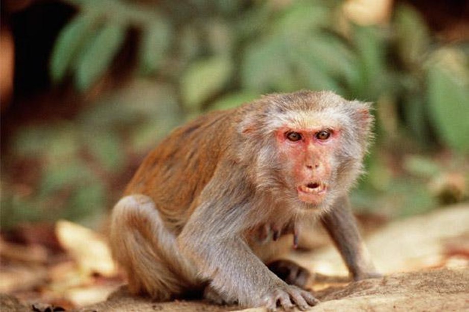 Monkey menace in Vrindavan and Govardhan, attack locals as well as ...