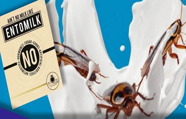 South African firm starts to sell ‘Insect milk’ in the market | Agency-Wire