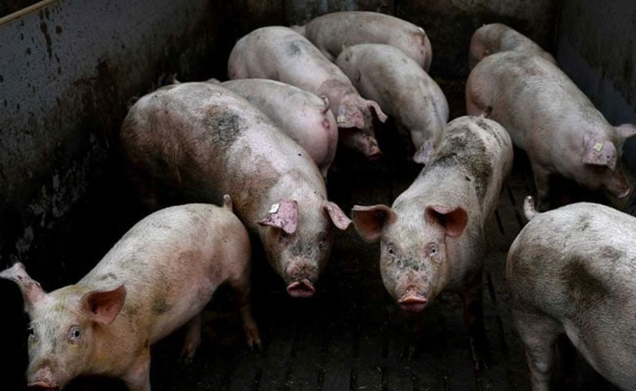 Nelson Mandela Bay Moves to Contain Swine Fever Outbreak in Sherwood ...