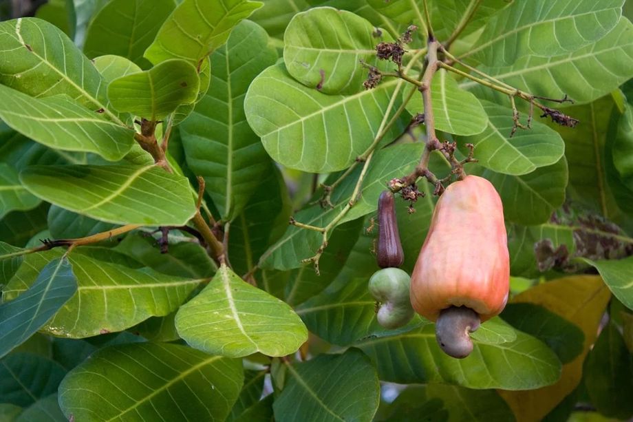 ADB Backs ETC Group to Support Small Farmers With $50 M Agriculture ...