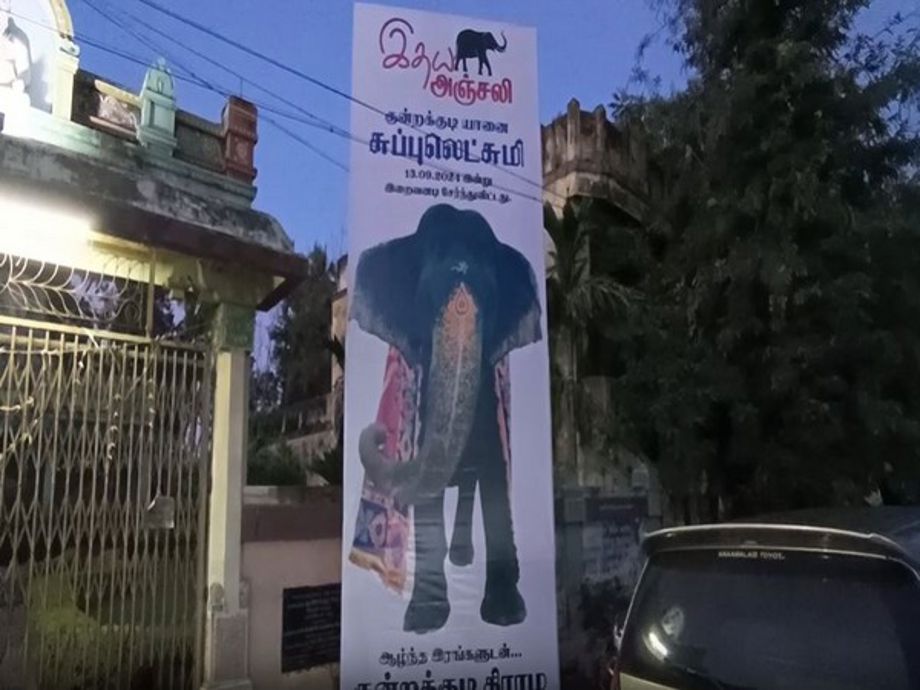 Beloved Temple Elephant Subbulakshmi Dies from Burns, Community Mourns ...