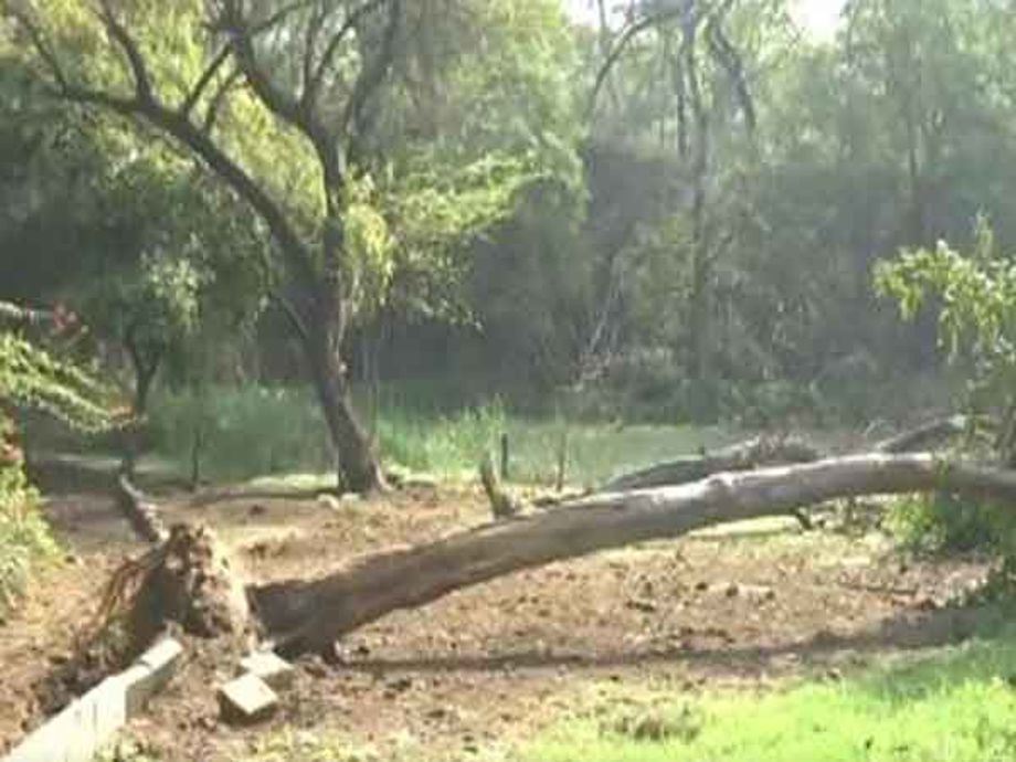 Delhi Shakes: Early Morning Quake Uproots Tree in Jheel Park | Headlines