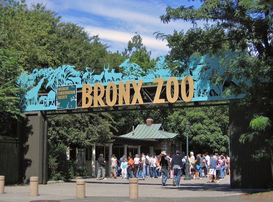 Beloved Elephant Happy Euthanised at Bronx Zoo After Serving as ...