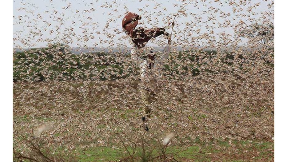 Farmers of both sides suffer locust attack as tensions rise between ...
