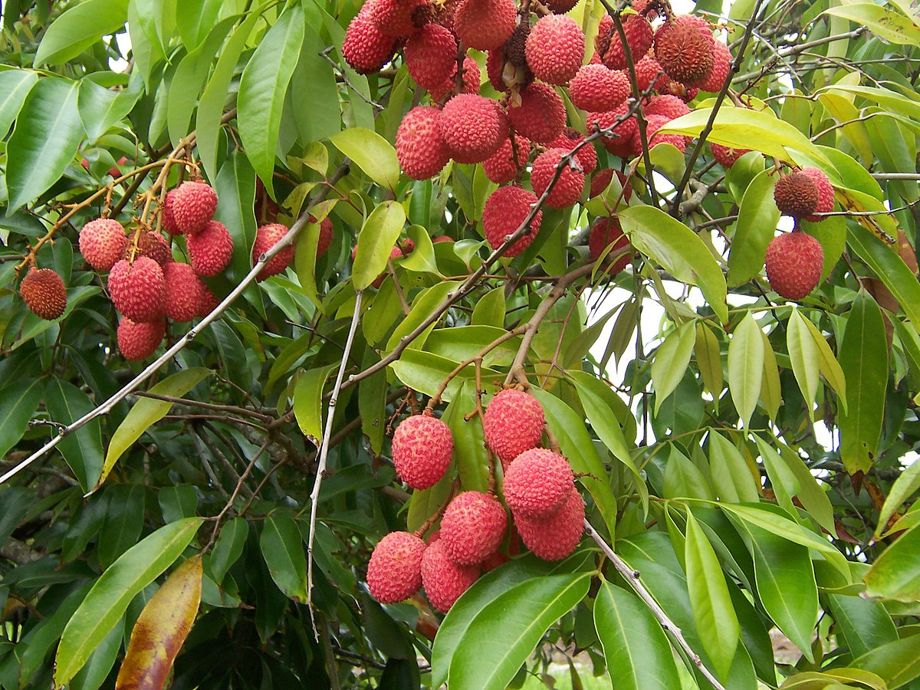 Assam’s GI-Tagged Tezpur Litchi Reaches Dubai Market | Law-Order