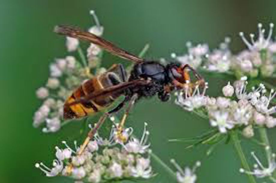 New Research Projects Back Fight Against Yellow-Legged Hornet | Science ...